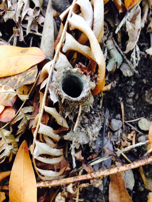 The Turret Spider - Save the Redwoods League