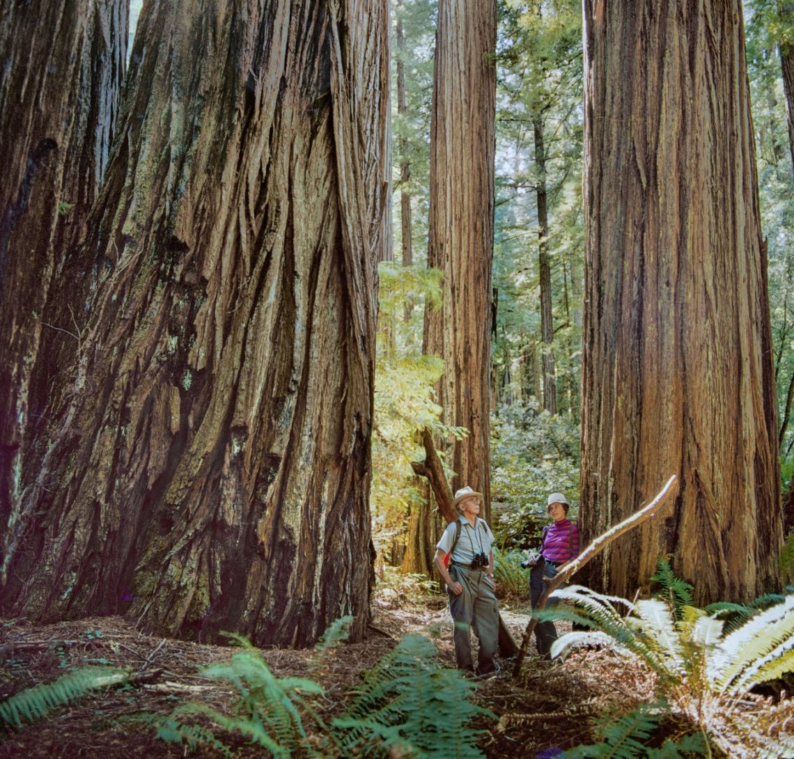 War stories from the 1960s redwoods conservation movement | Save the ...