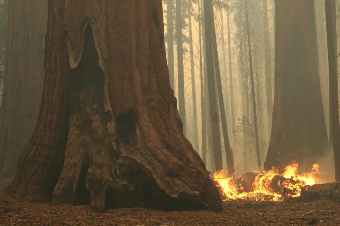 The new wildfire challenge | Save the Redwoods League