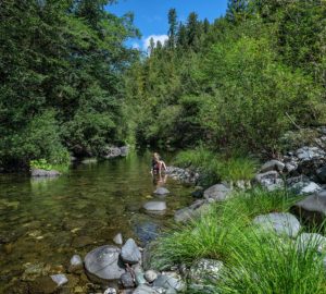 Bigfoot in the redwoods | Save the Redwoods League