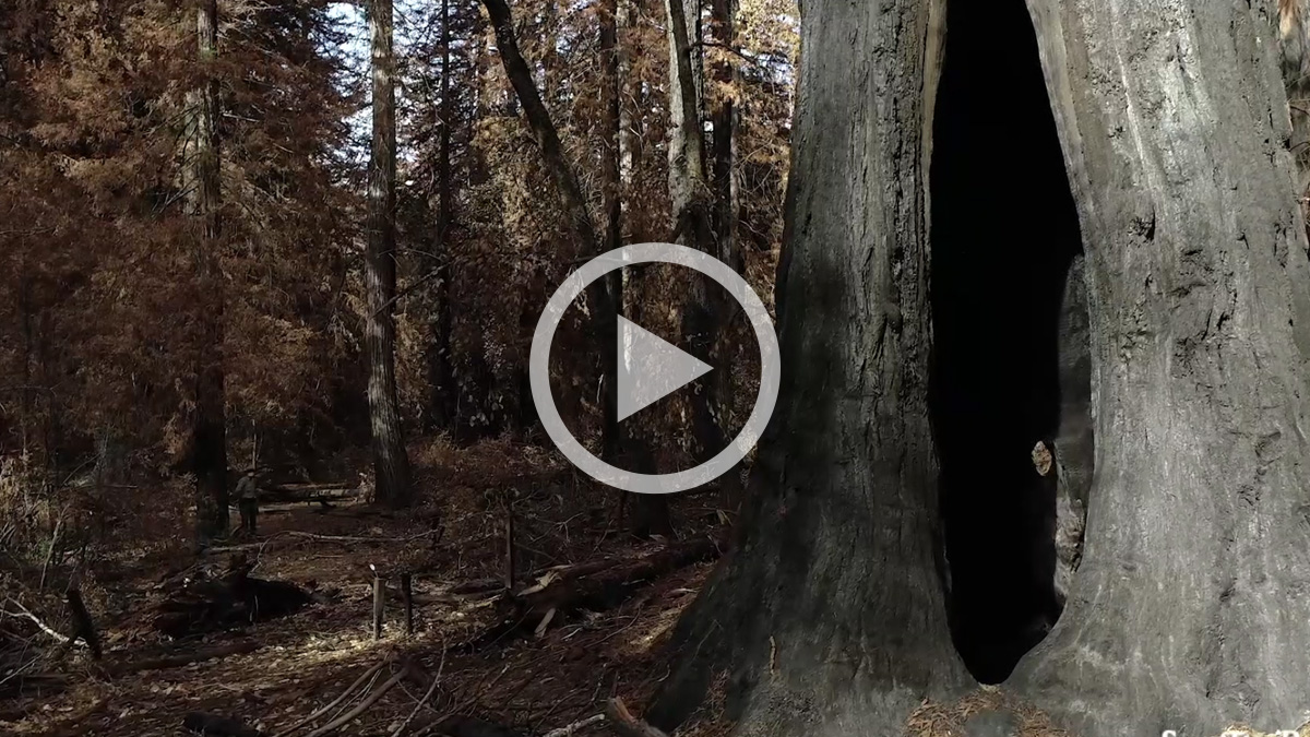 After the fire: Big Basin Redwoods State Park | Save the Redwoods League