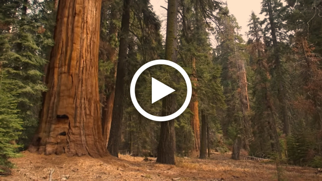 Video: Experience the Giant Sequoia | Save the Redwoods League