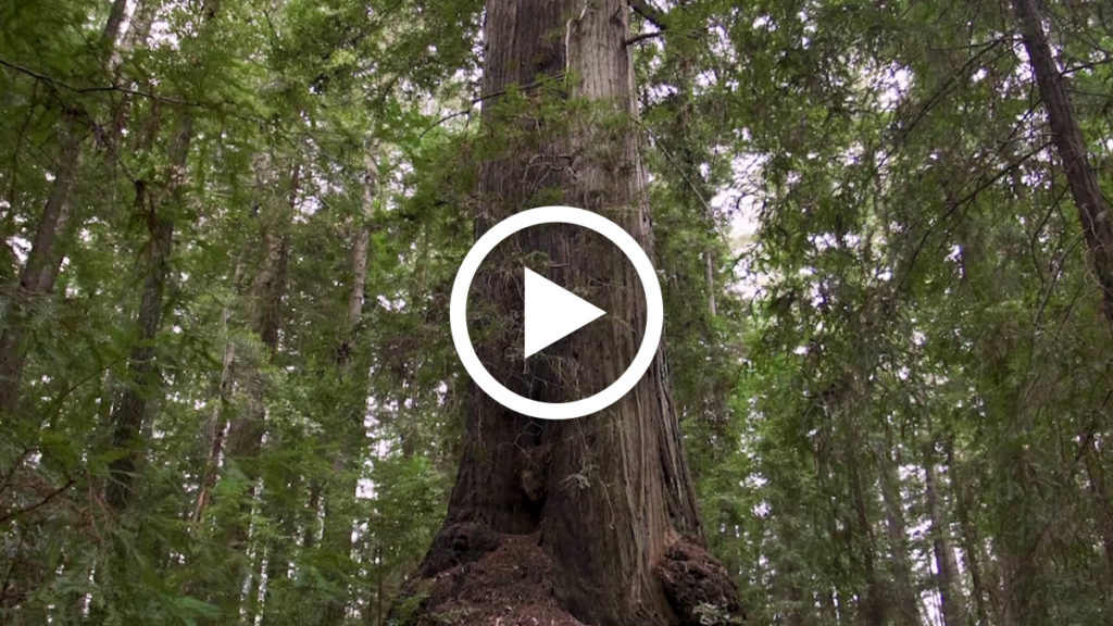 Video: Redwoods play a key role in the fight against climate change ...