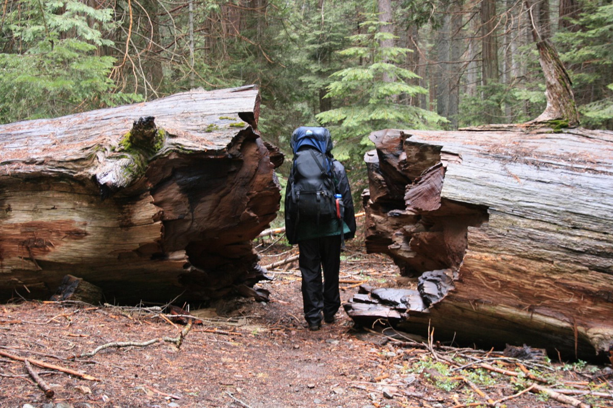 The Wilderness Act Turns 50 Today | Save the Redwoods League