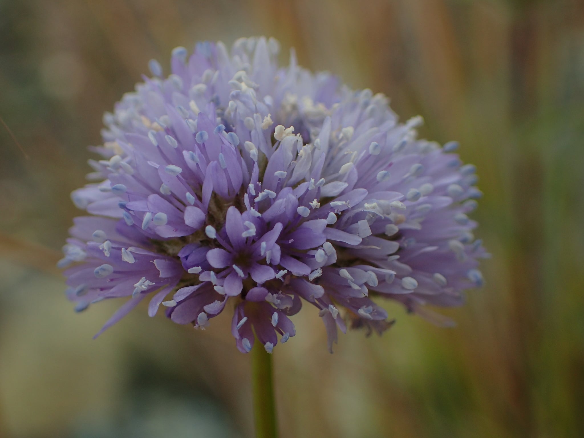 10 fascinating animals and plants of the Sonoma Coast | Save the ...